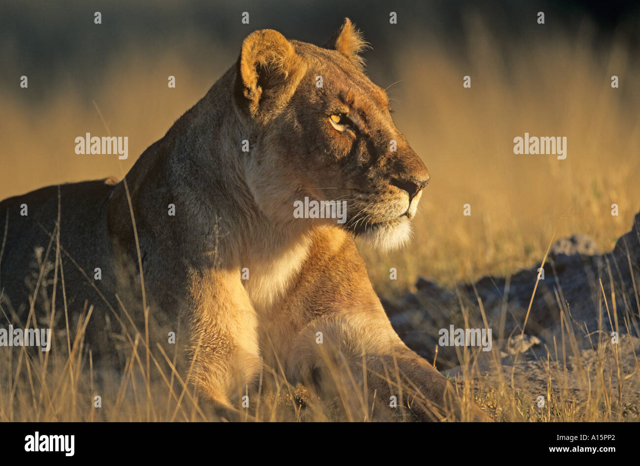 African Lioness Panthera Resting Stock Photo - Alamy