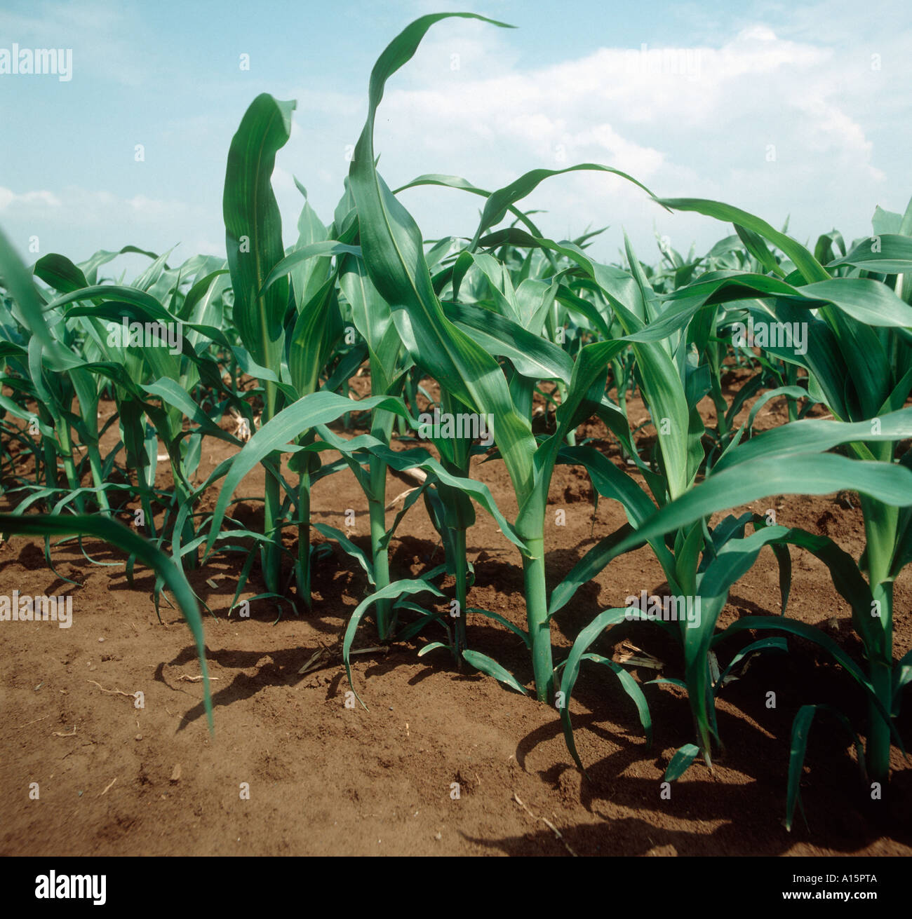 Ground level close up of young maize crop and weed free soil Alsace ...