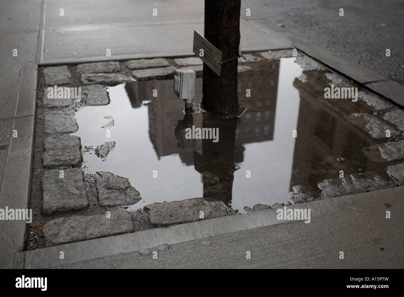 reflection in puddle on sidewalk Stock Photo - Alamy