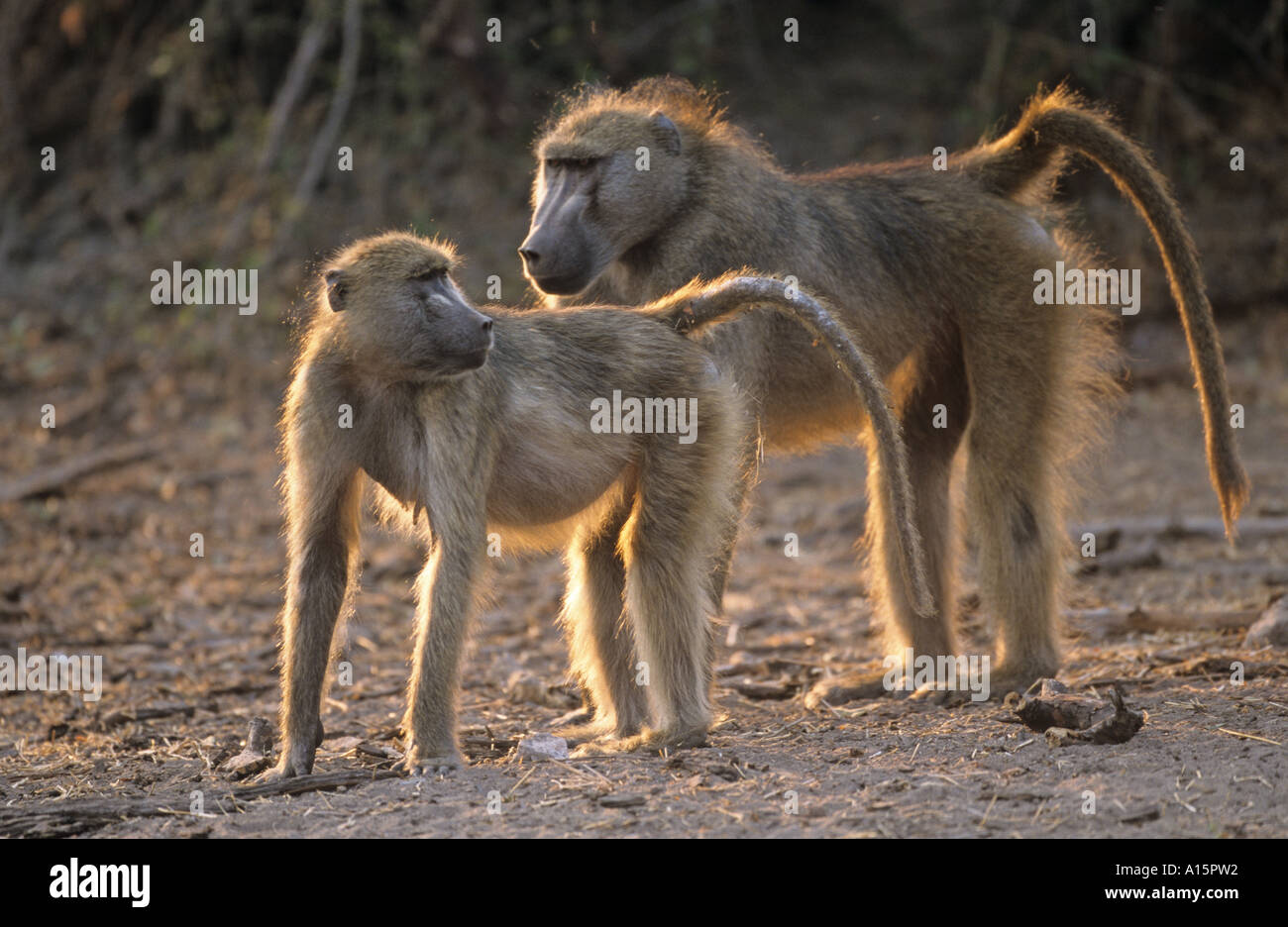 Papio anubis troop hi-res stock photography and images - Alamy