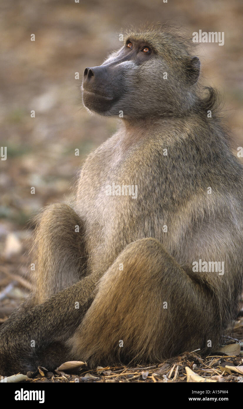Baboon Papio anubis Adult Stock Photo - Alamy