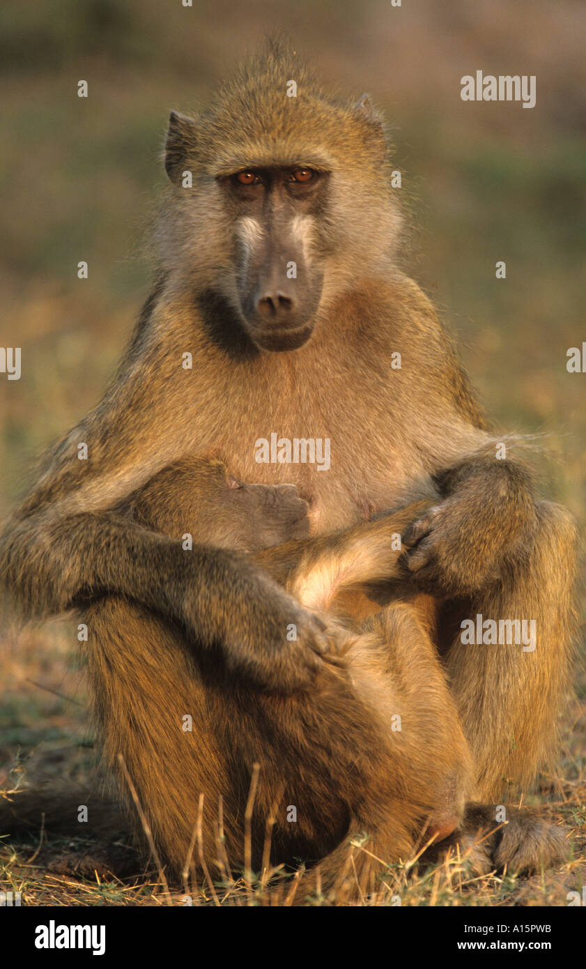 Foraging baboon mother young hi-res stock photography and images - Alamy