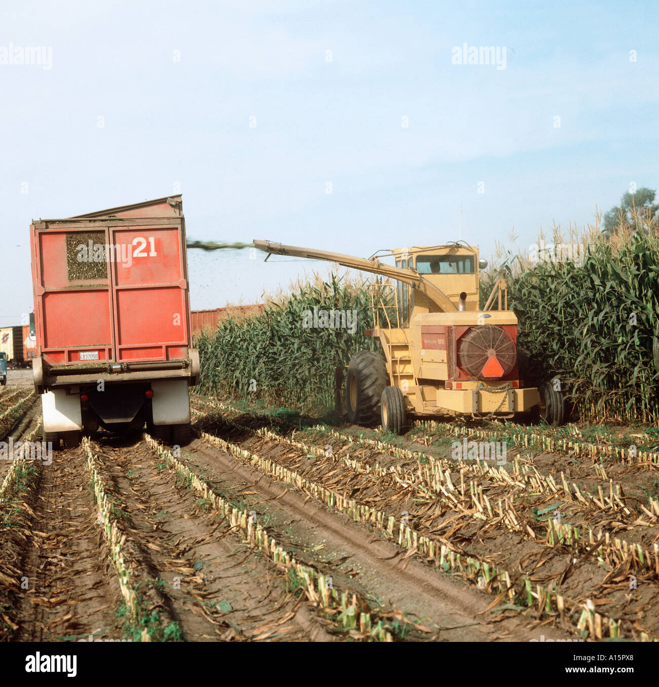 New Holland forager harvesting maize or corn crop California USA Stock ...