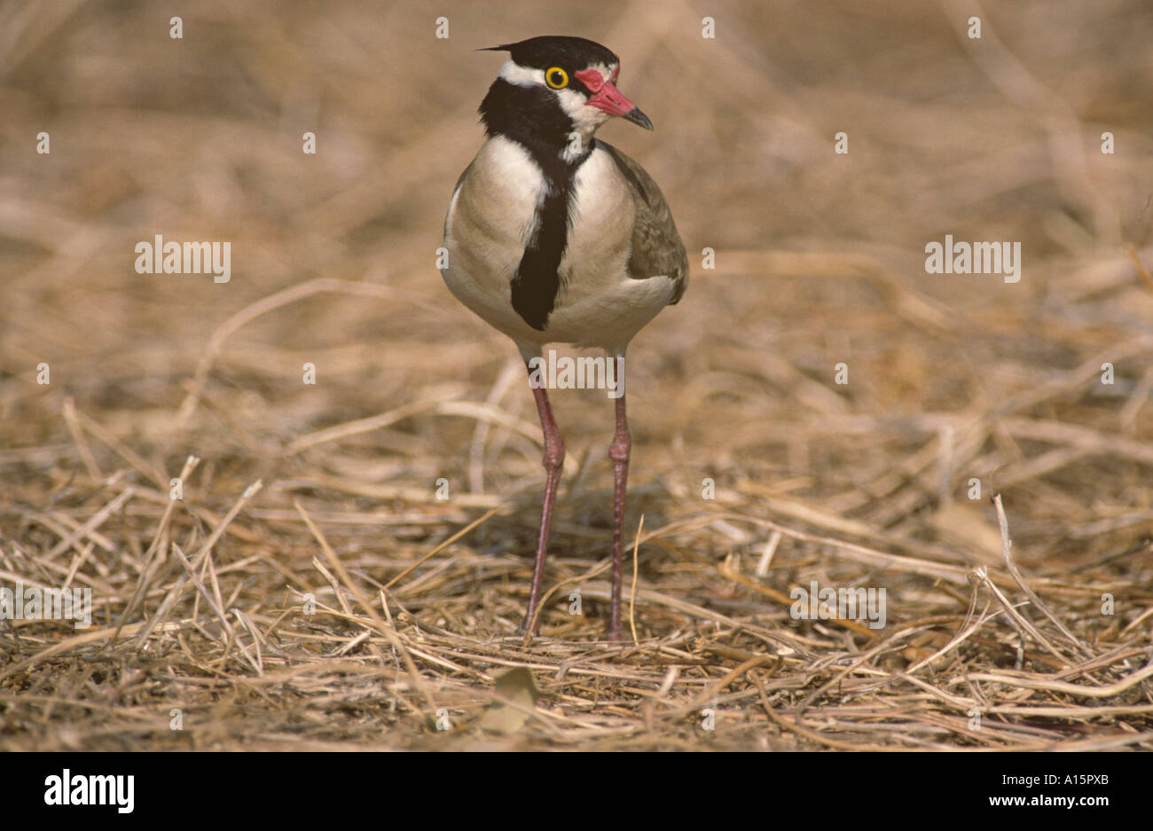 Black Headed Lapwing High Resolution Stock Photography and Images - Alamy