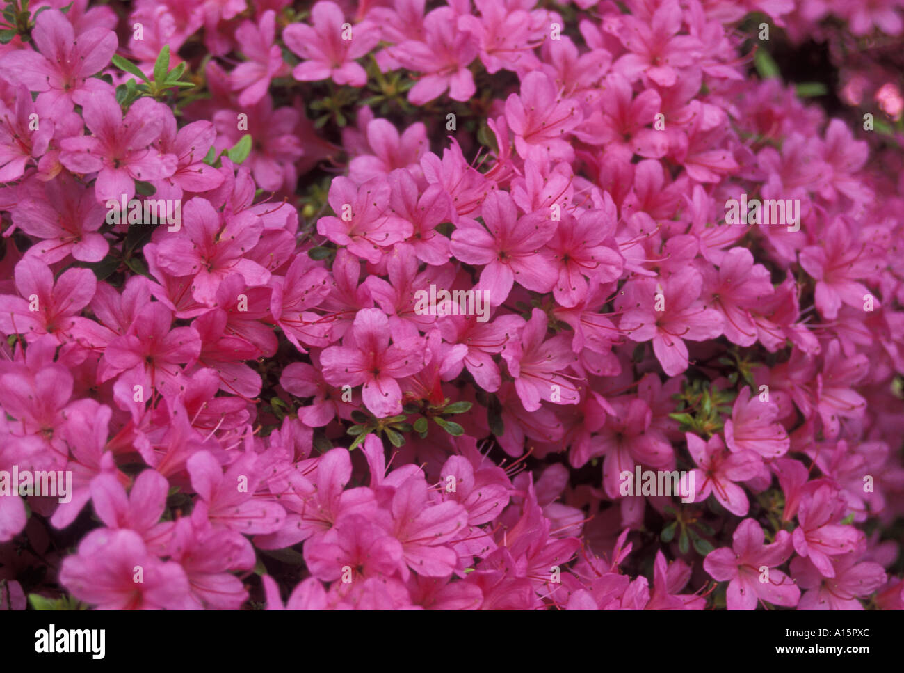 Azalea Rhododendron sp Stock Photo - Alamy