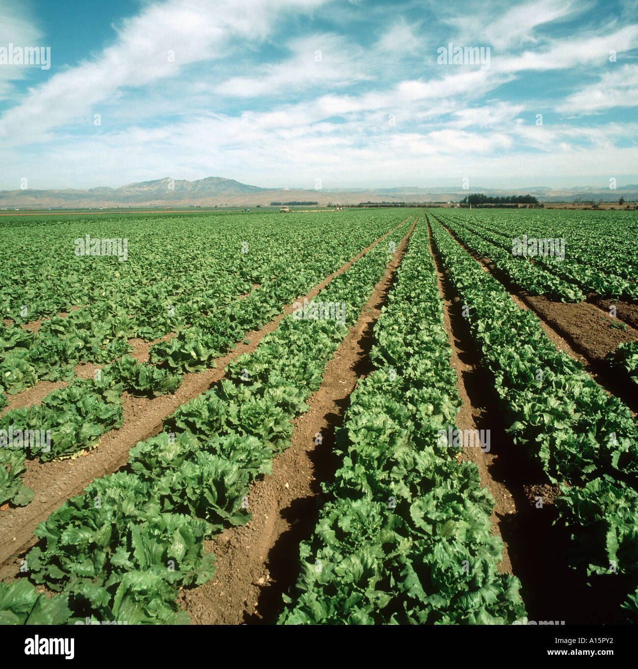 Mature lettuce crop variety Iceberg California USA Stock Photo - Alamy