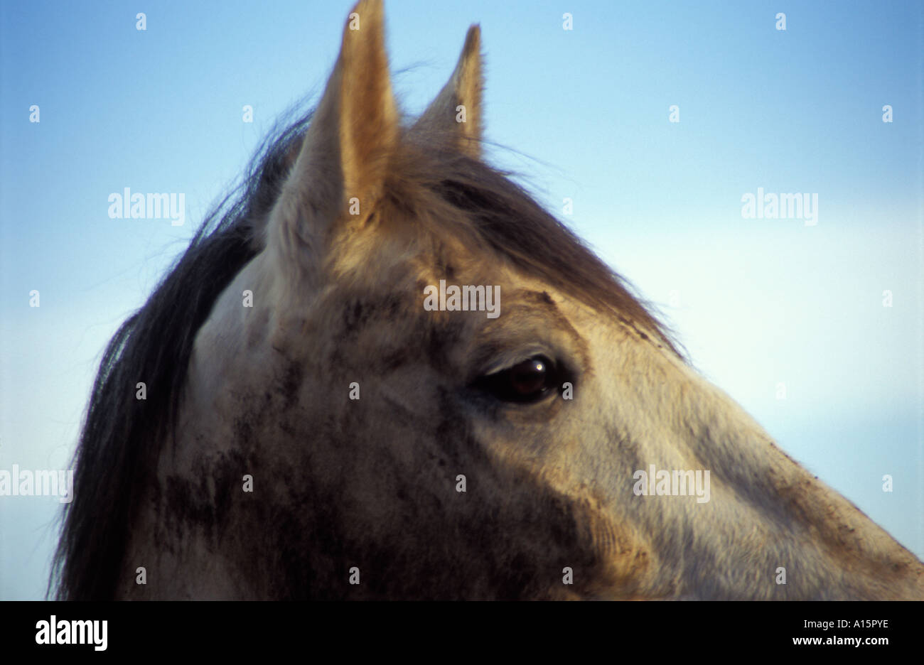 Horses head profile hi-res stock photography and images - Alamy