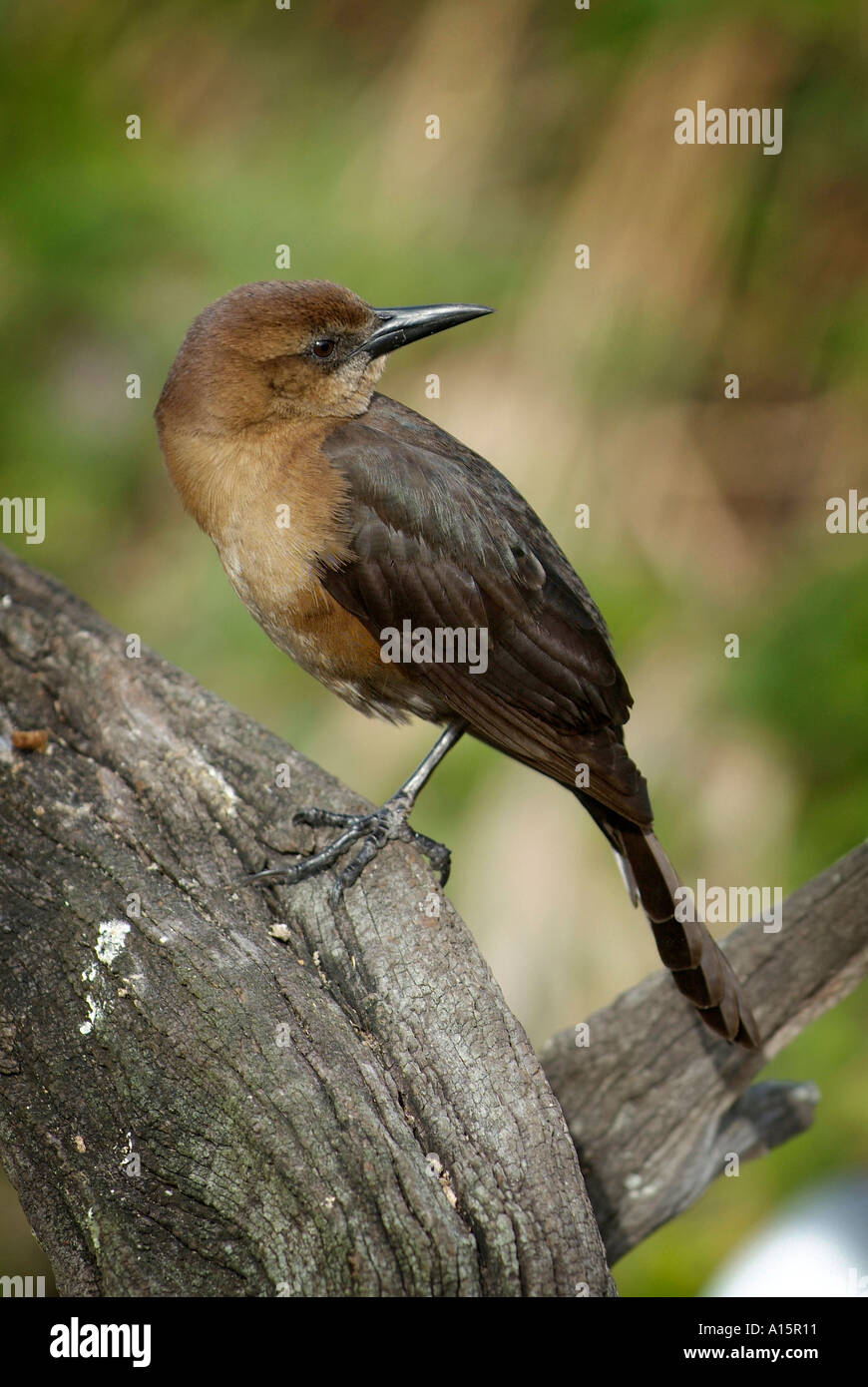 Cow bird feeding hi-res stock photography and images - Alamy