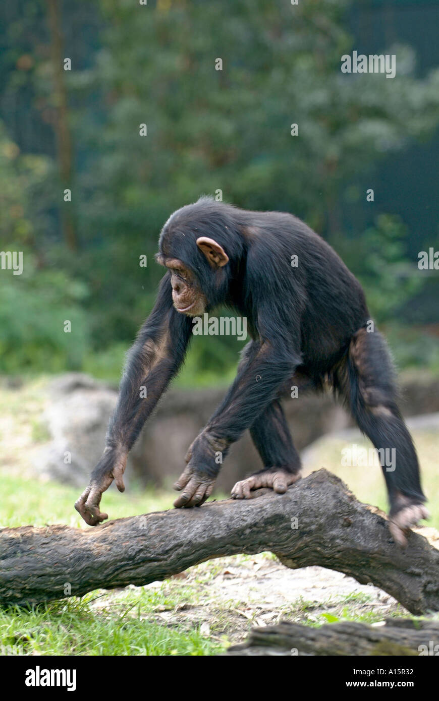 Powerful monkey hi-res stock photography and images - Alamy