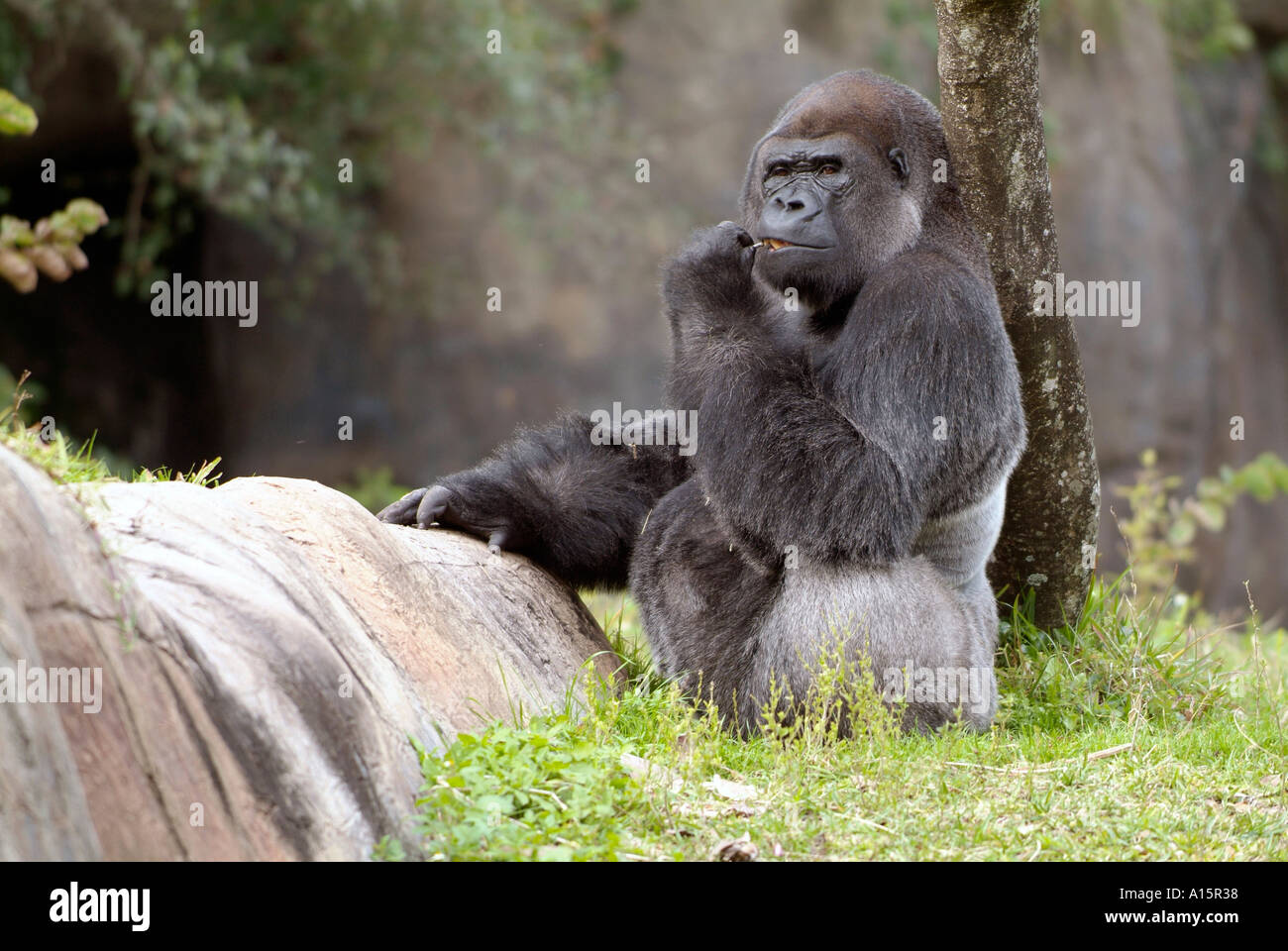 Silver Back Gorilla Stock Photo - Alamy