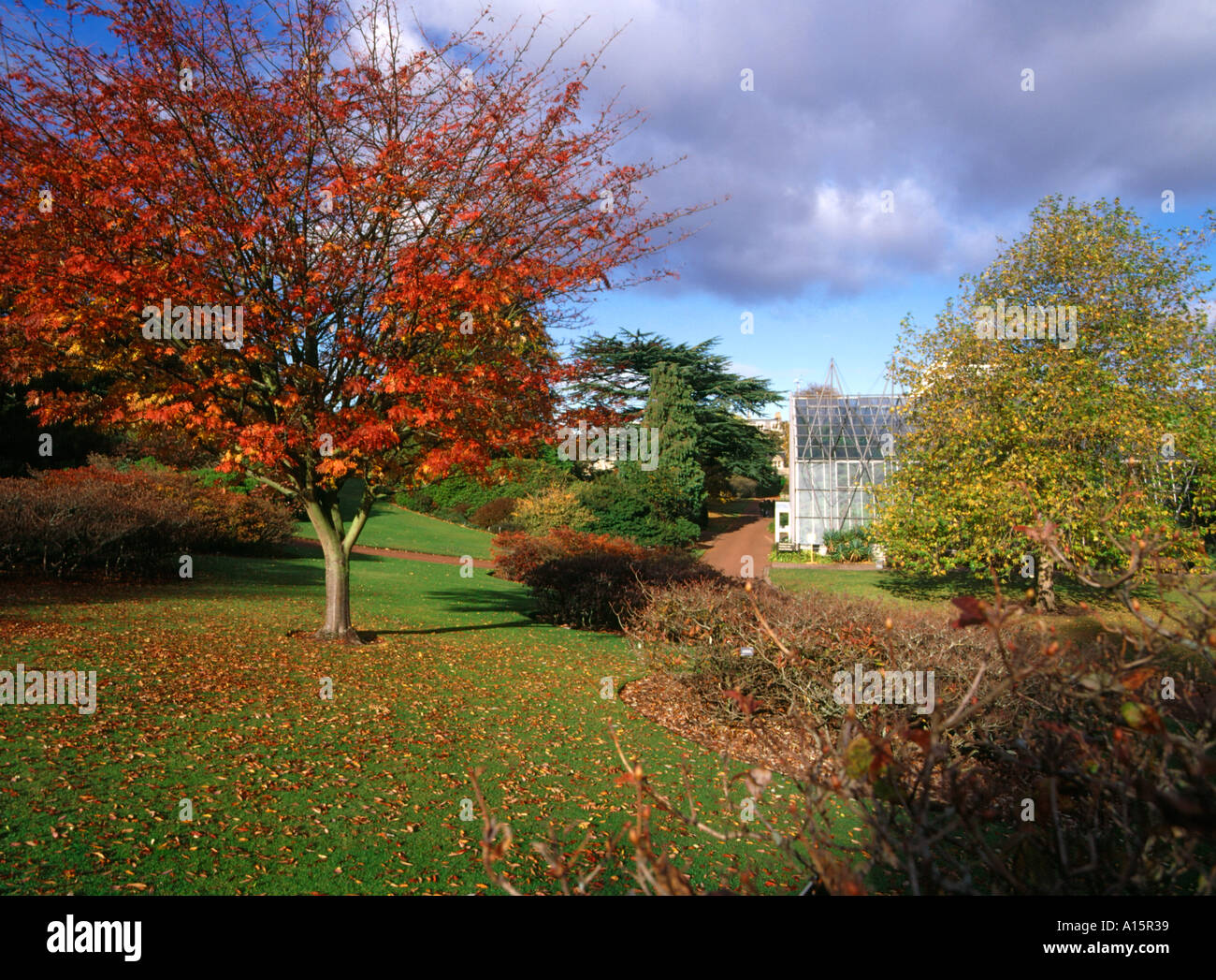 Royal tree hi-res stock photography and images - Alamy