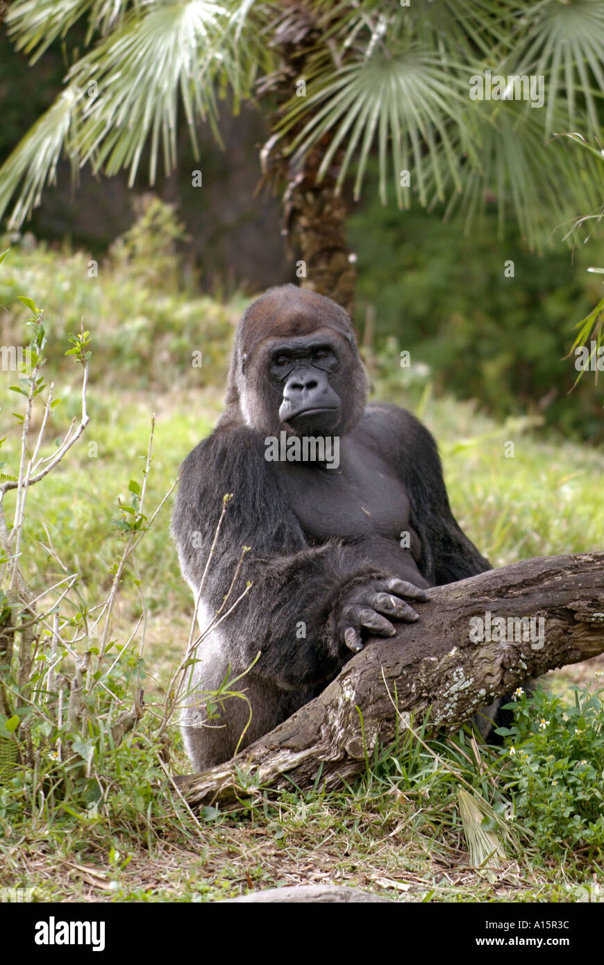 Silver Back Gorilla Stock Photo - Alamy