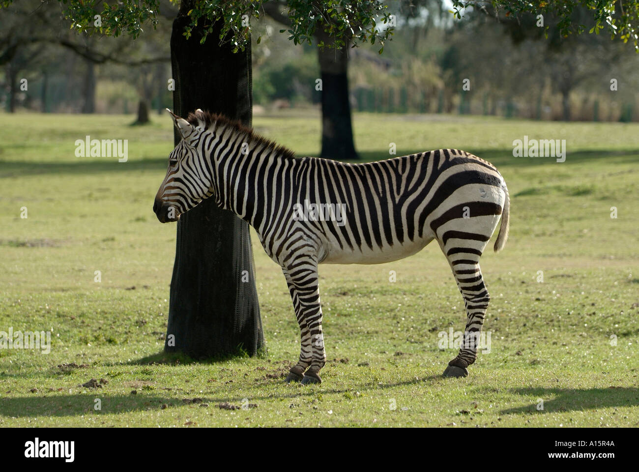 Black And White Stripes Stock Photos & Black And White Stripes Stock ...