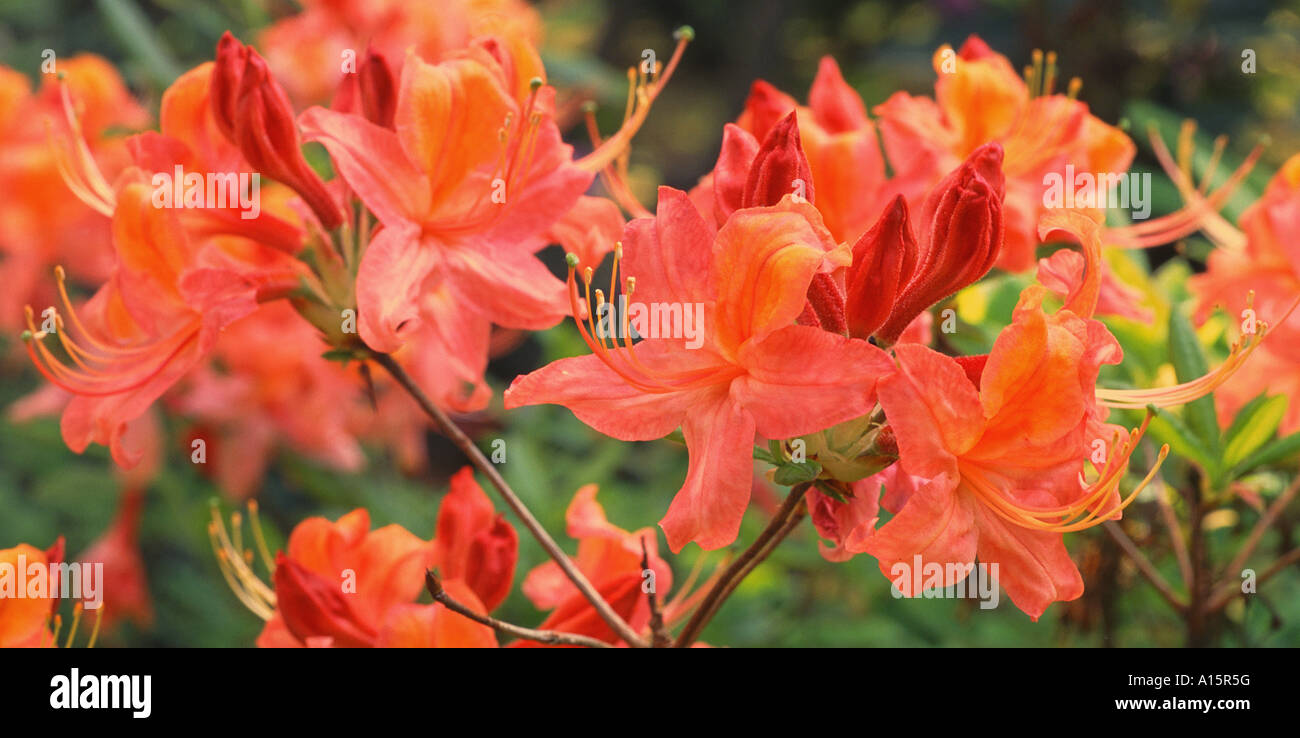 Orange azalea blooming Rhododendron Stock Photo - Alamy