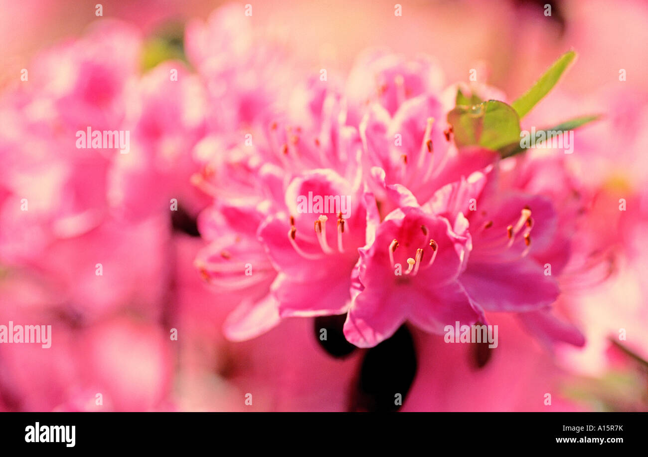 Pink azalea blooming Rhododendron Stock Photo - Alamy