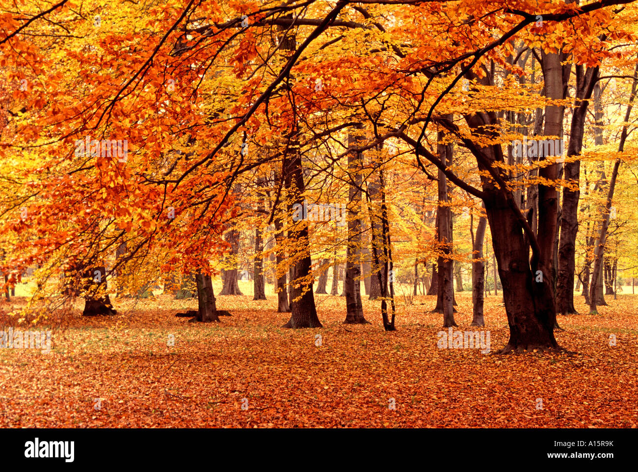 Beech trees turning brown in autumn Fagus sylvatica Stock Photo - Alamy