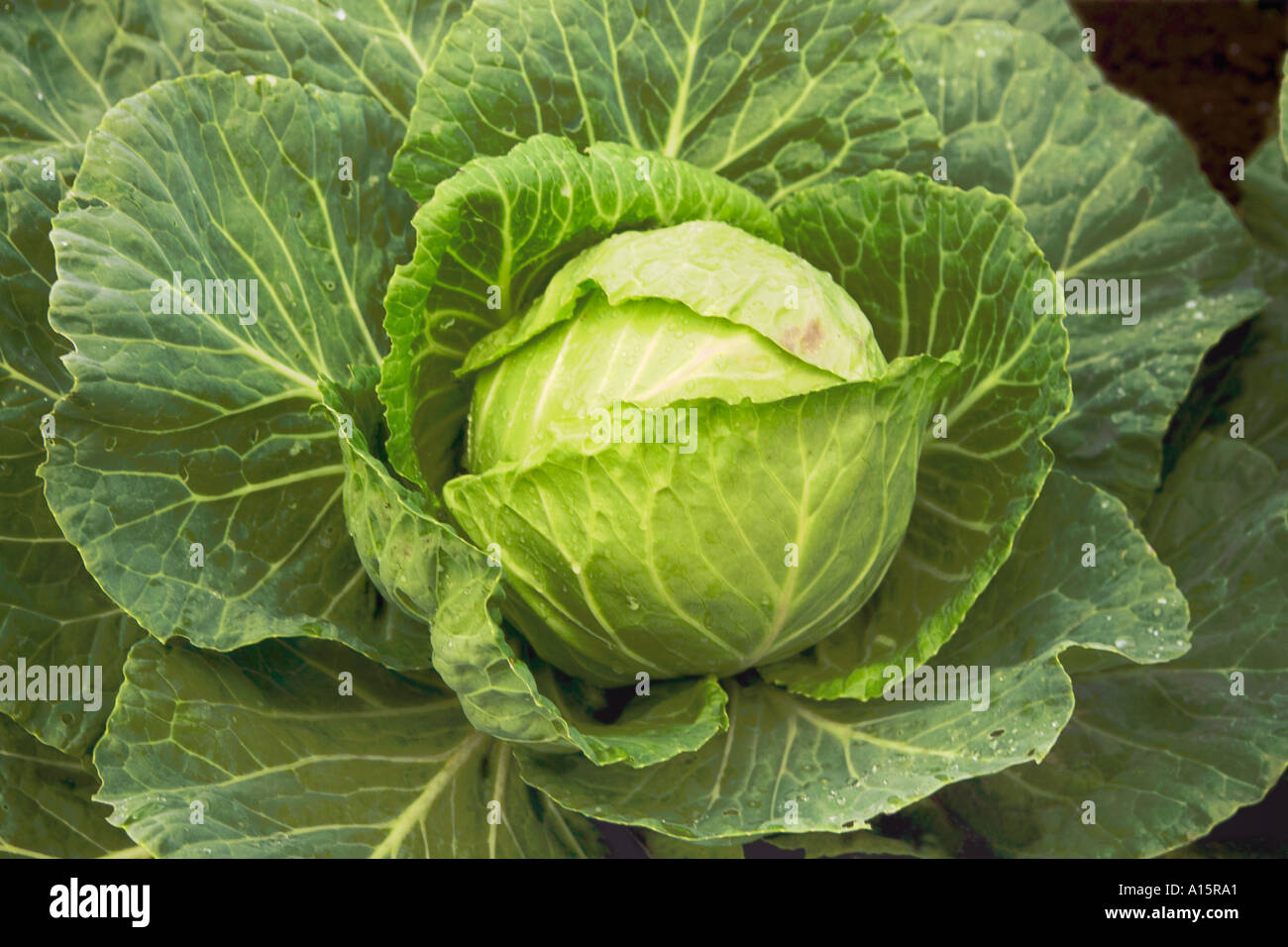 Cabbage opening into very big green leaves close up in vegetable garden ...