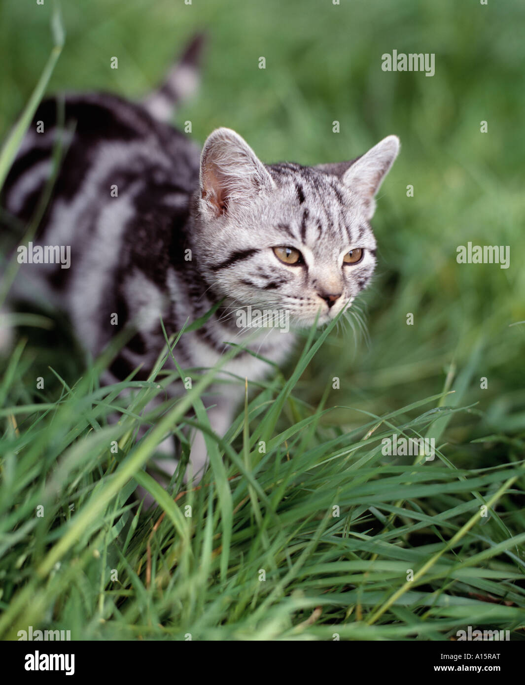 kitten in grass Stock Photo - Alamy