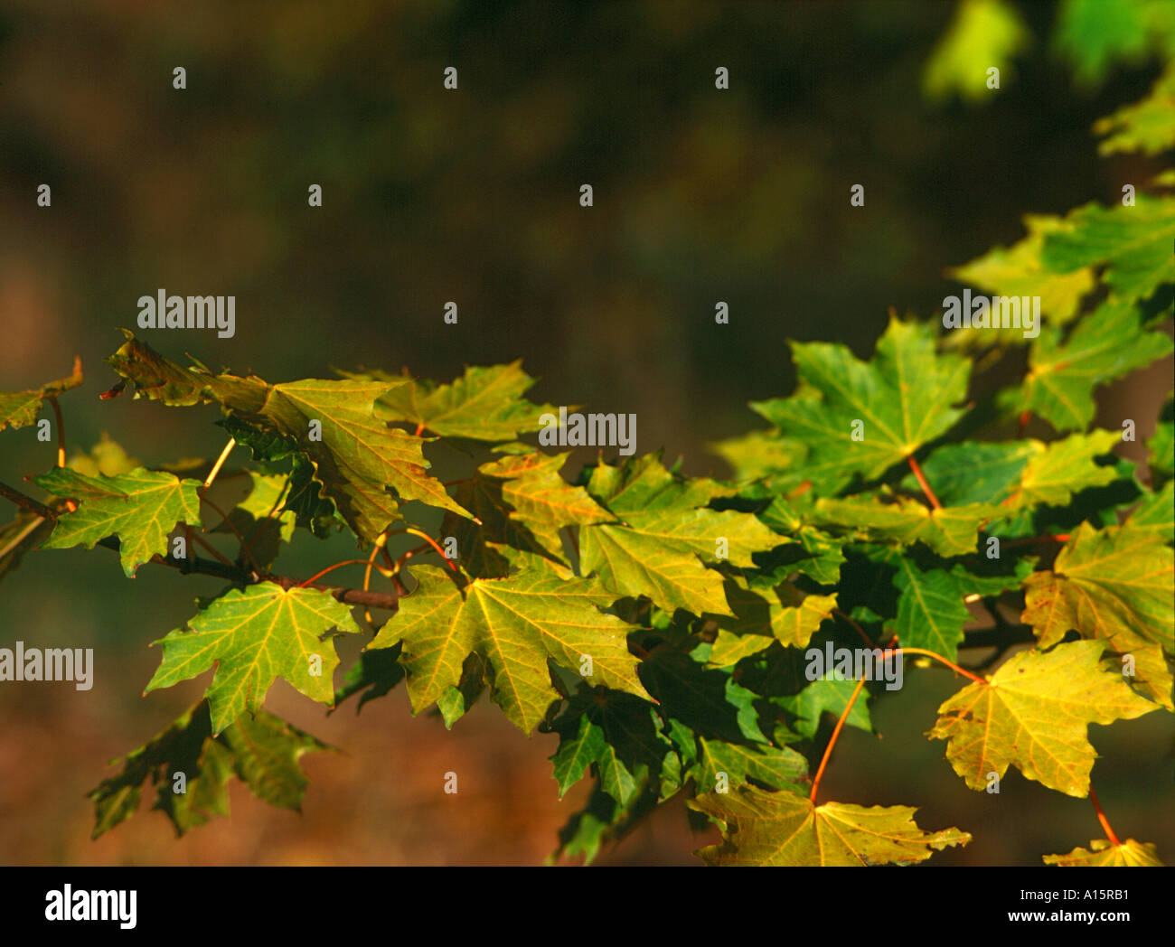 dh LEAVES TREE Golden brown yellow green autumn leaves Stock Photo - Alamy