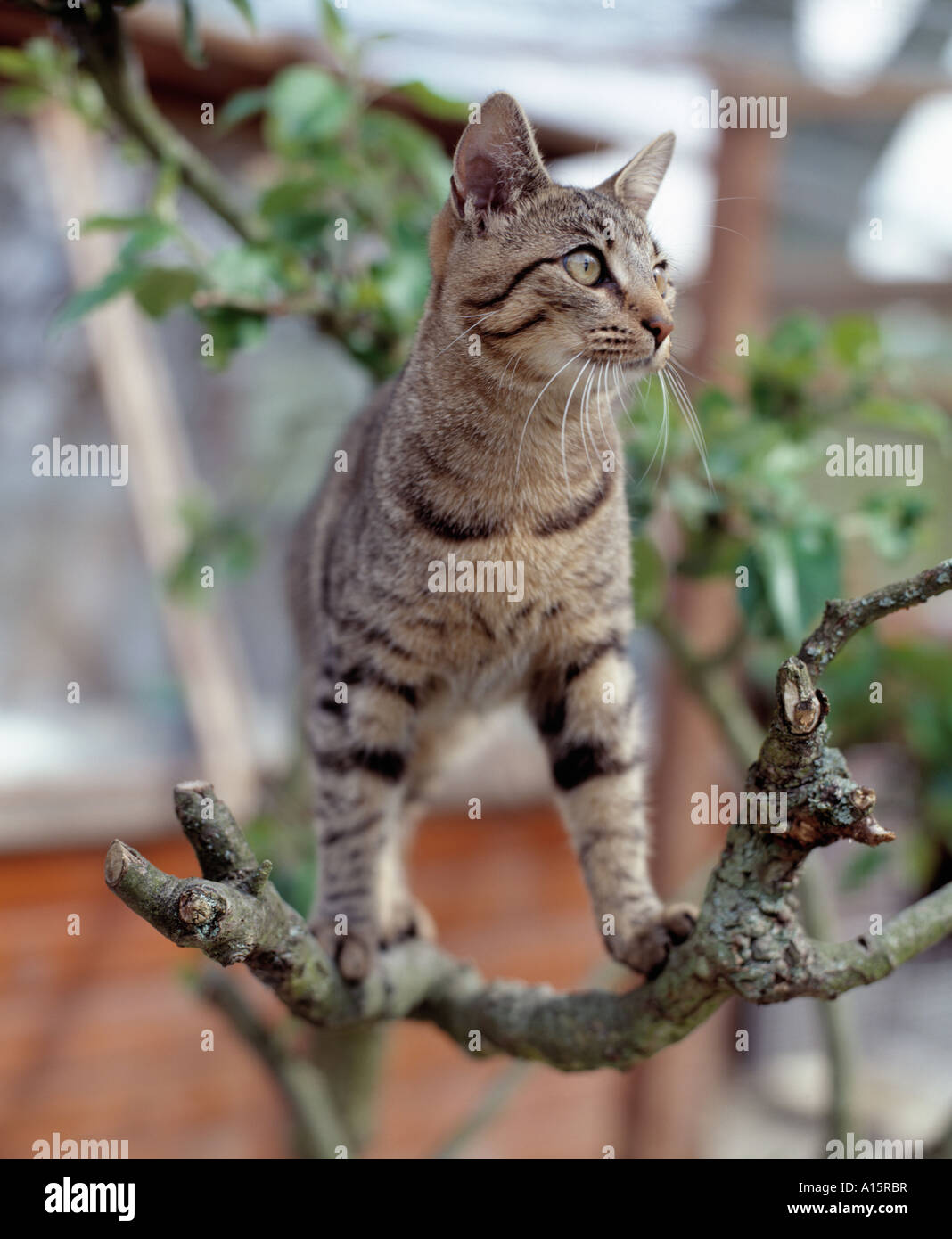 cat in tree Stock Photo - Alamy