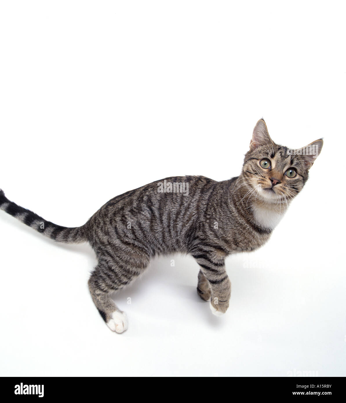 Self confidence and cat hi-res stock photography and images - Alamy