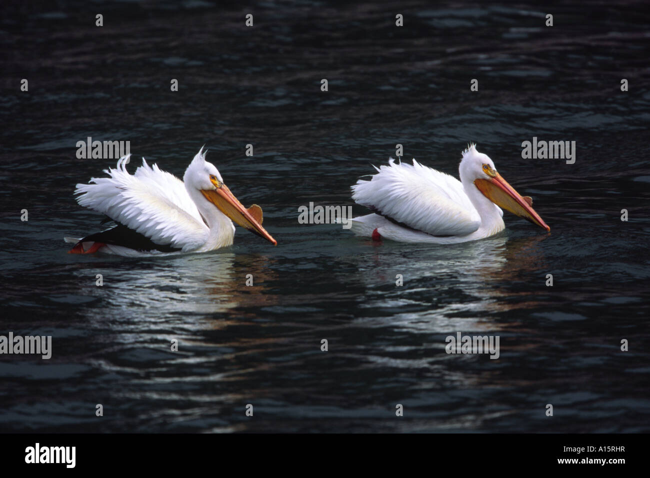 American white pelican birds hi-res stock photography and images - Alamy