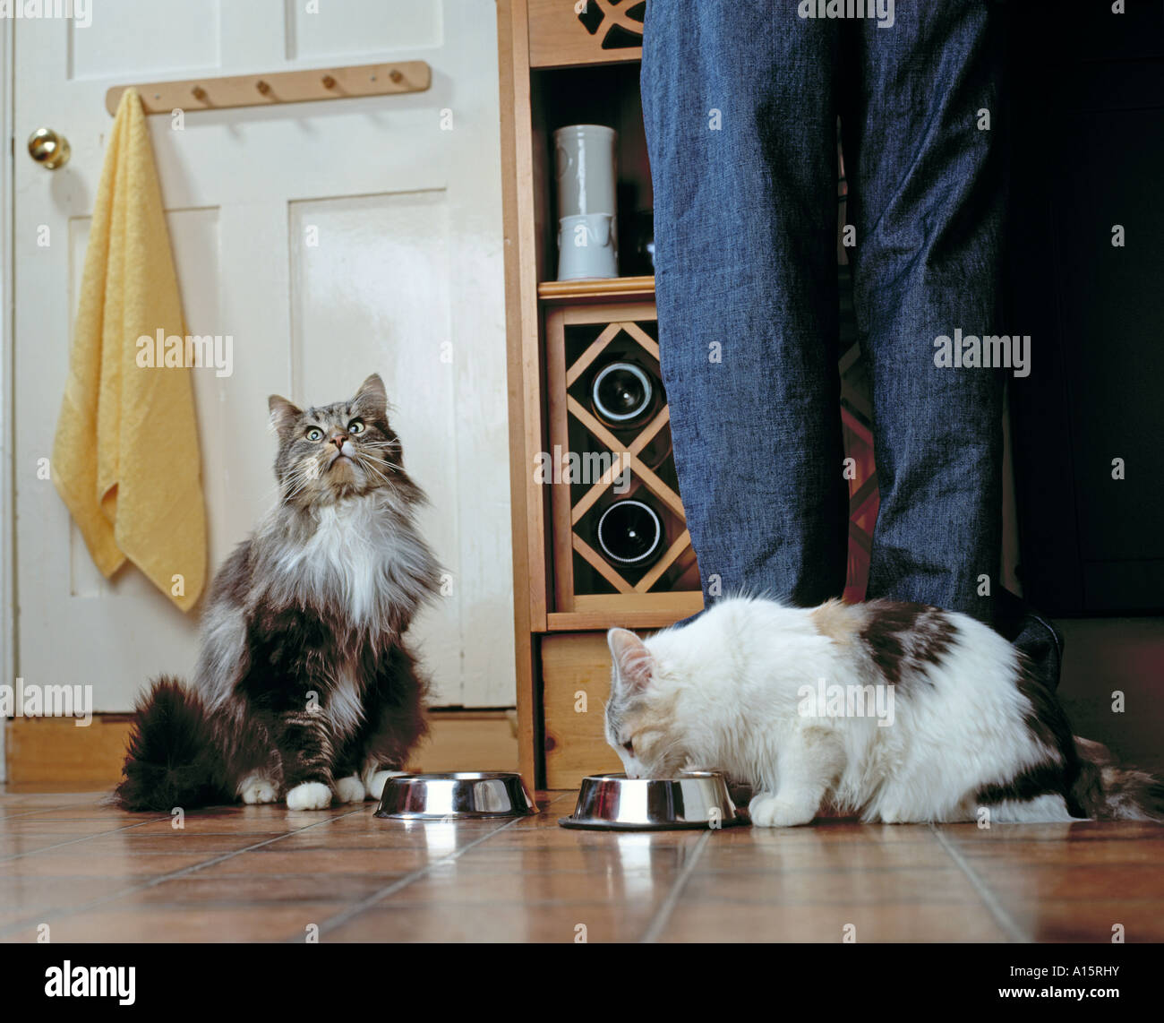 two cats eating in kitchen Stock Photo - Alamy