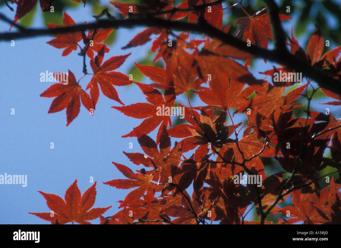 Maple tree spring virginia hi-res stock photography and images - Alamy