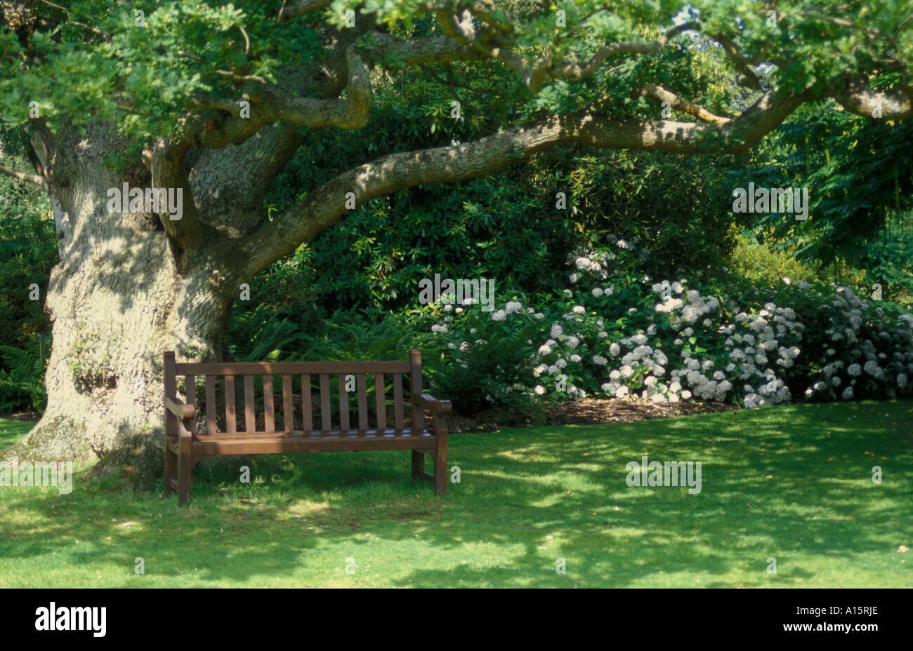 Park with a shaded bench under a tree Stock Photo - Alamy