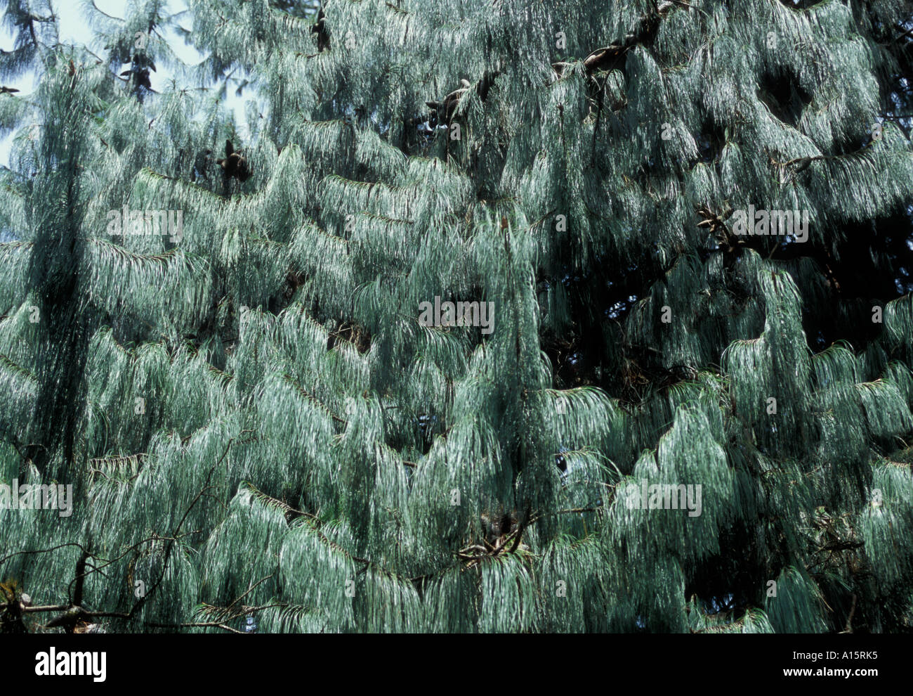 Patula pine hi-res stock photography and images - Alamy
