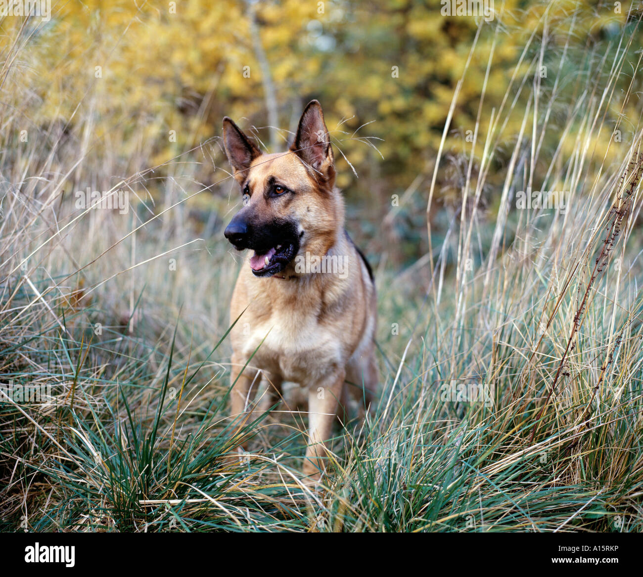 Alsation in long grass Stock Photo - Alamy
