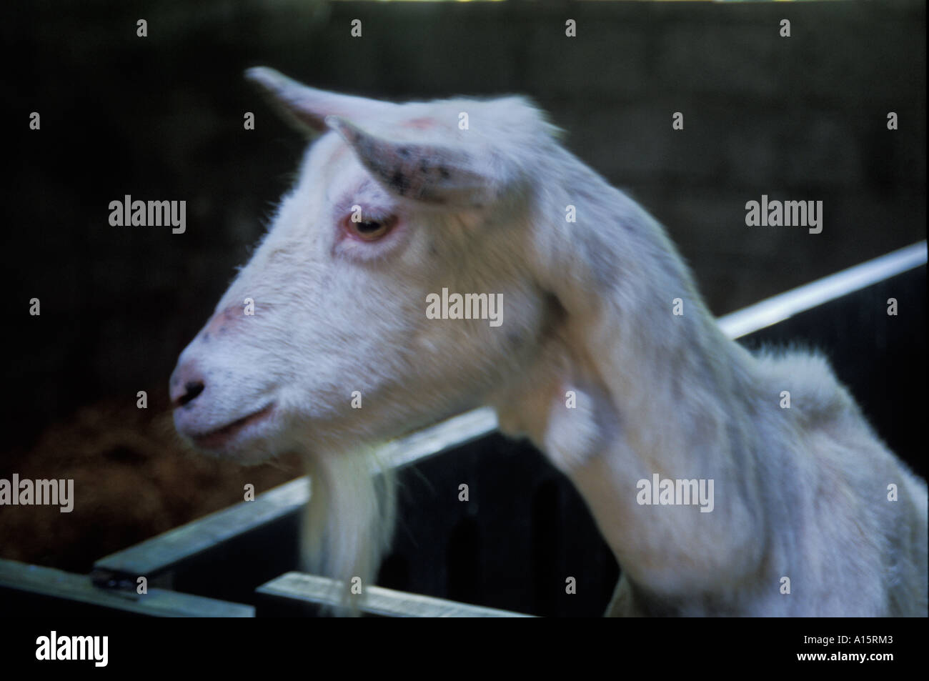 Goat with red eyes hi-res stock photography and images - Alamy