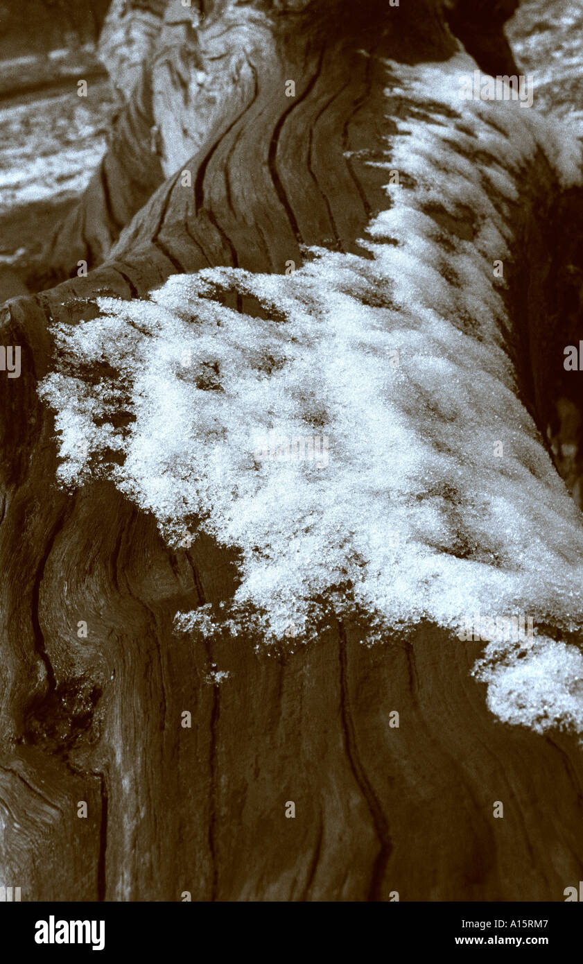 Snow on an old trunk of a tree Stock Photo - Alamy