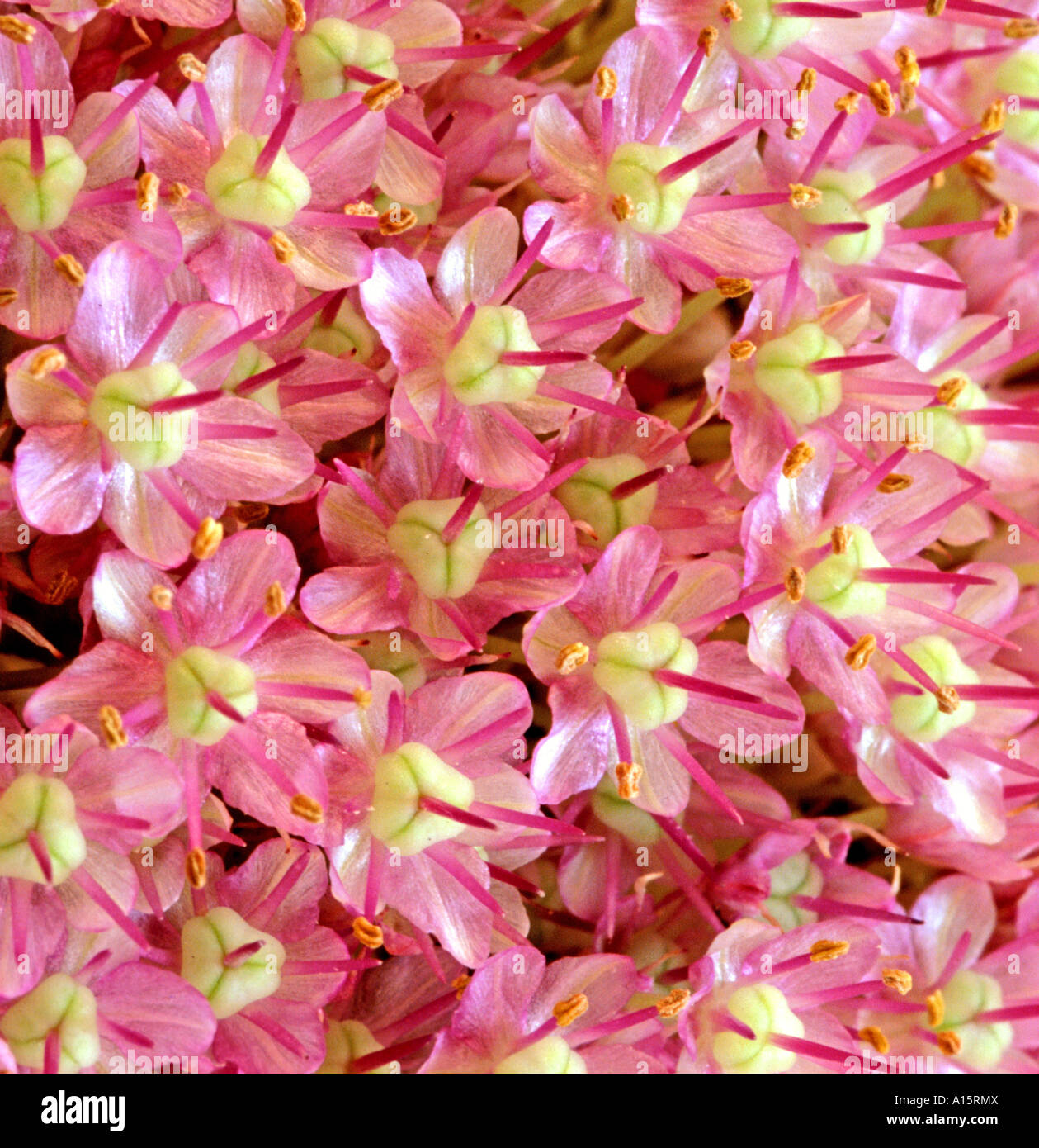 Giant alium flowers close up Stock Photo - Alamy