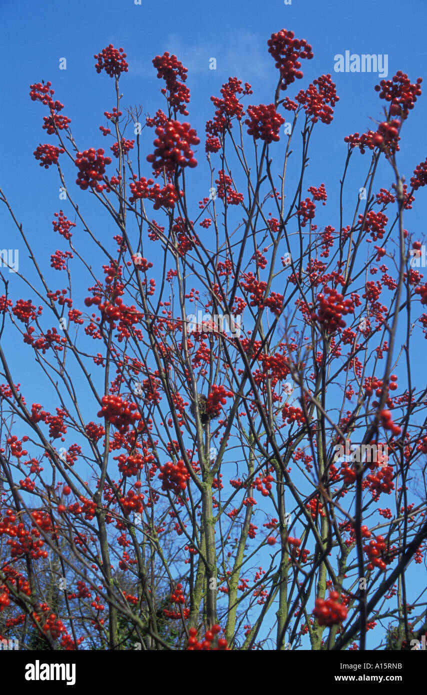 Tree with red berries Stock Photo - Alamy
