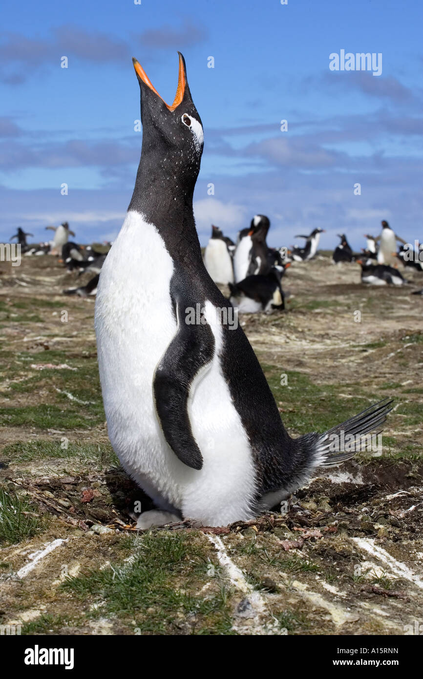 Penguin breeding cycle hi-res stock photography and images - Alamy