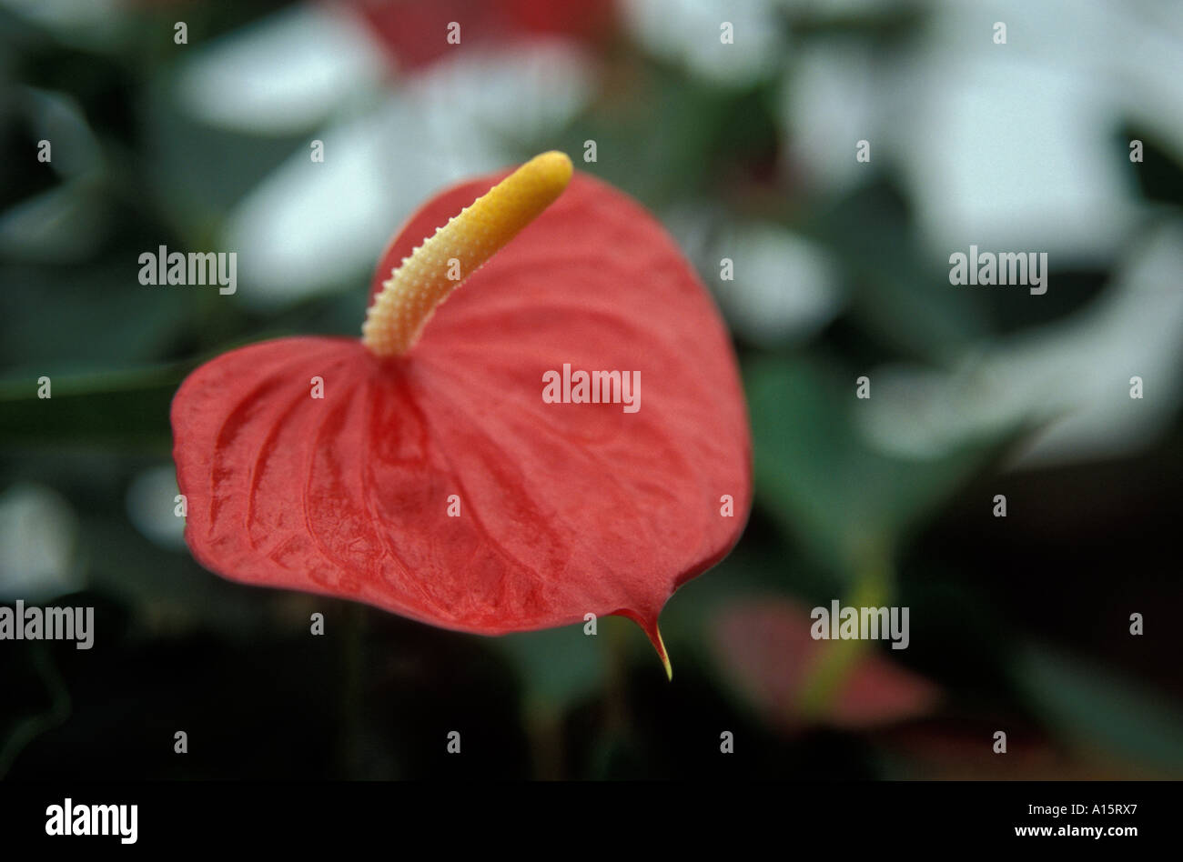 Anthurium "RED LOVE Stock Photo - Alamy