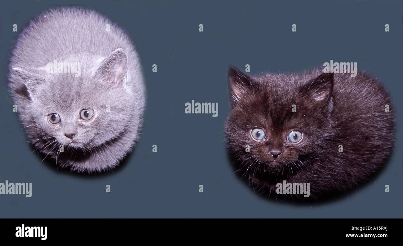 Two british shorthair Kittens Stock Photo - Alamy