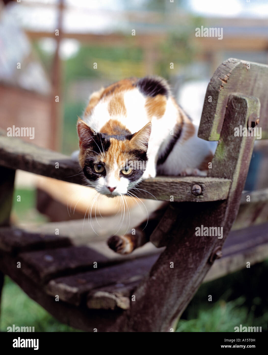 Cat about to pounce hi-res stock photography and images - Alamy