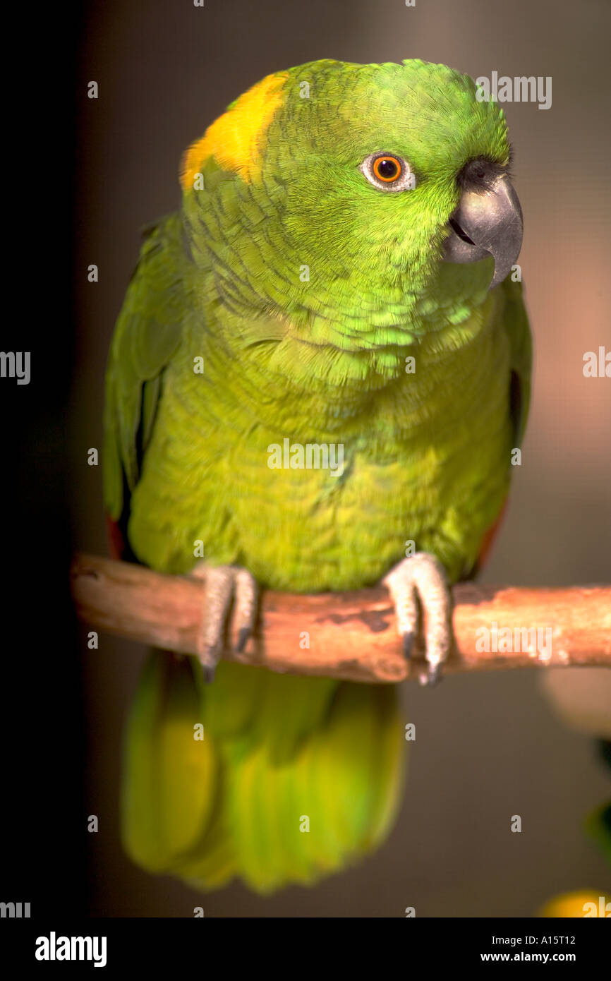 Amazon Amazona sp yellow naped parrot sitting on perch indoors against plain background with ...