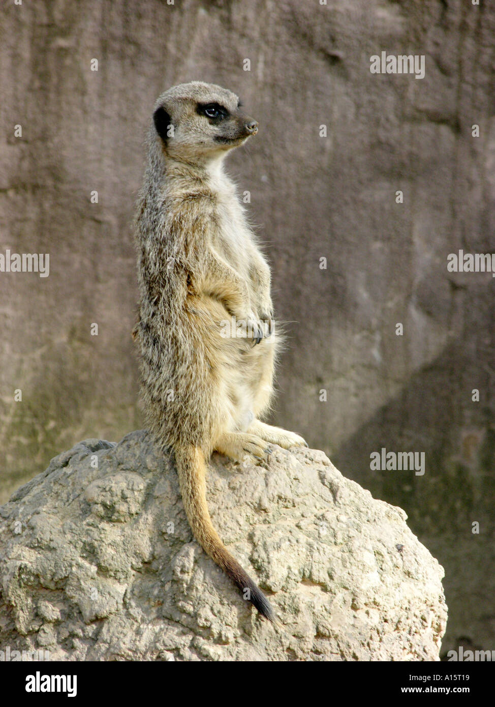 Animal creature mammal beast sentinel watch sitting upright social ...