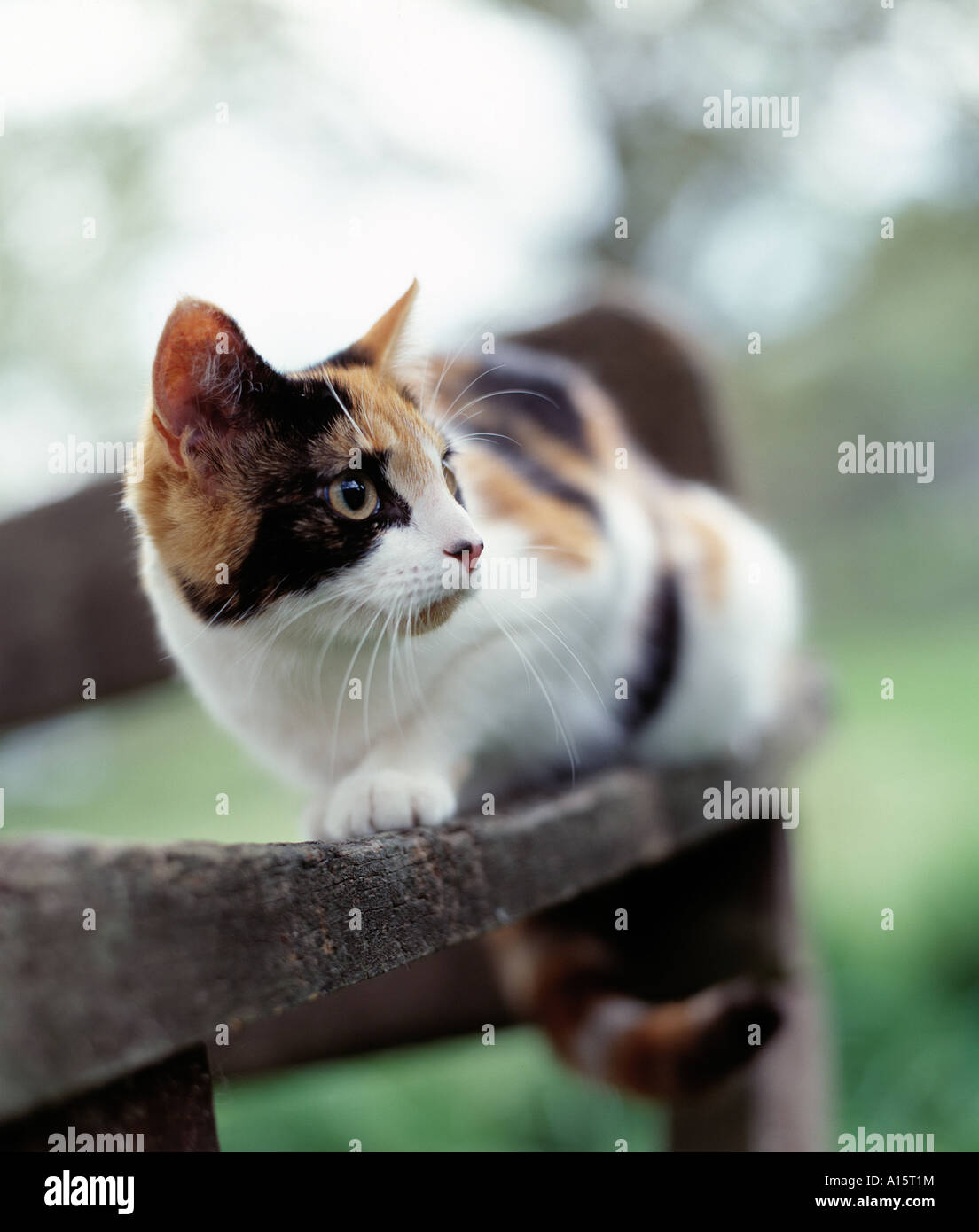 Chase and wonder hi-res stock photography and images - Alamy