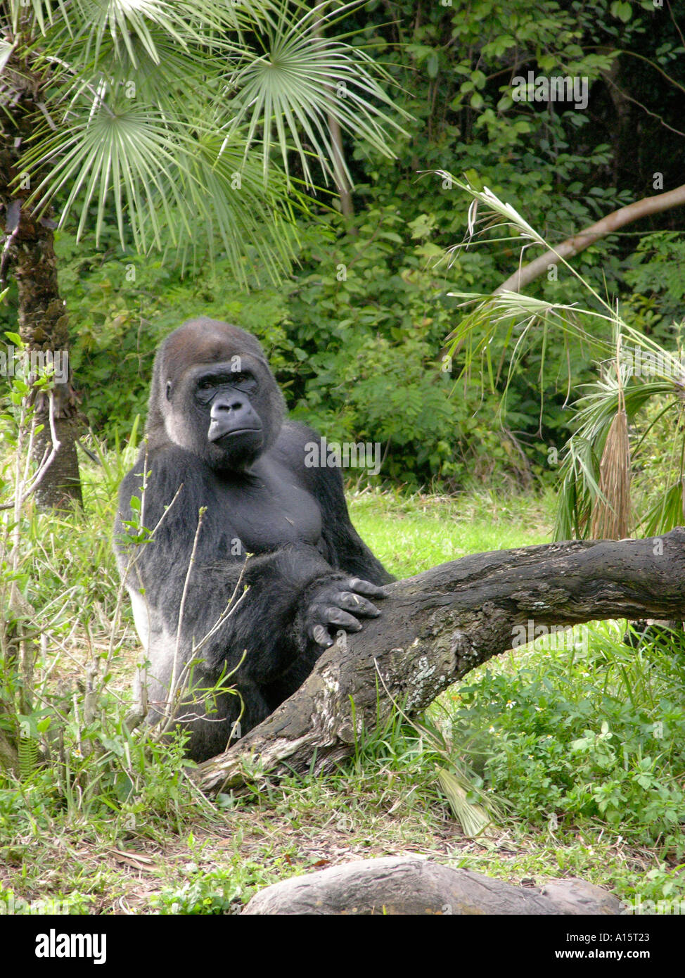 Silver Back Gorilla Stock Photo - Alamy