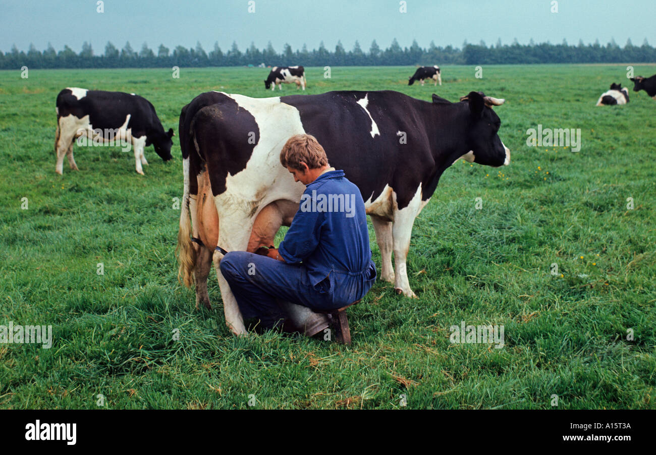 Milking by Hand Friesian cow Holland Netherlands Stock Photo - Alamy