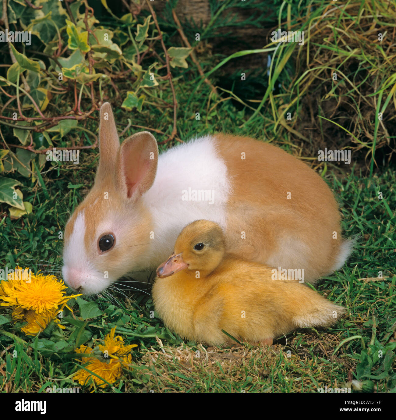 Rabbit and Duckling Stock Photo - Alamy
