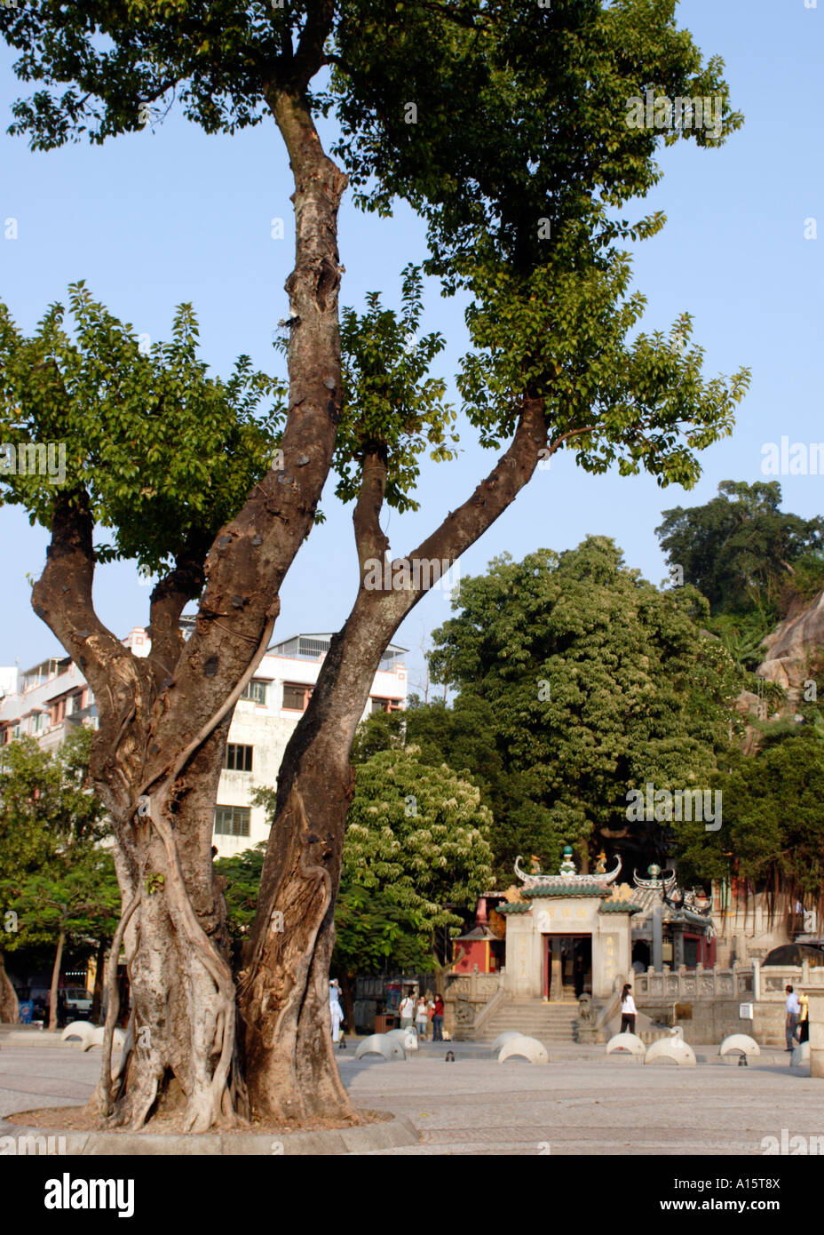 Tree outside of Ma Kok Temple in Macau, South China Stock Photo - Alamy