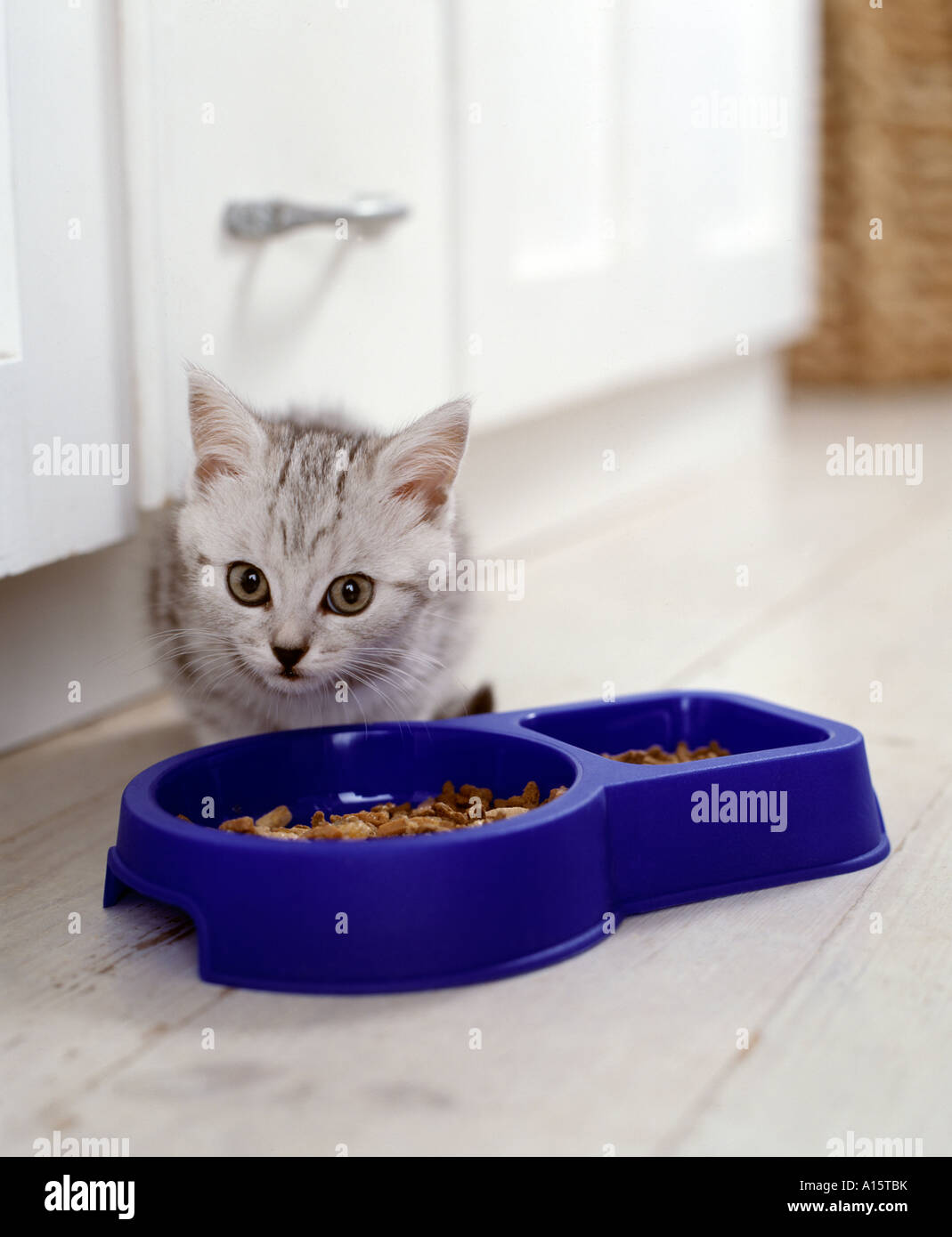 Kitten eating hi-res stock photography and images - Alamy