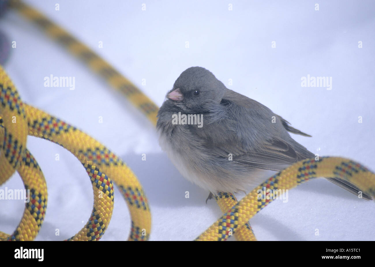 Climbing bird hi-res stock photography and images - Alamy