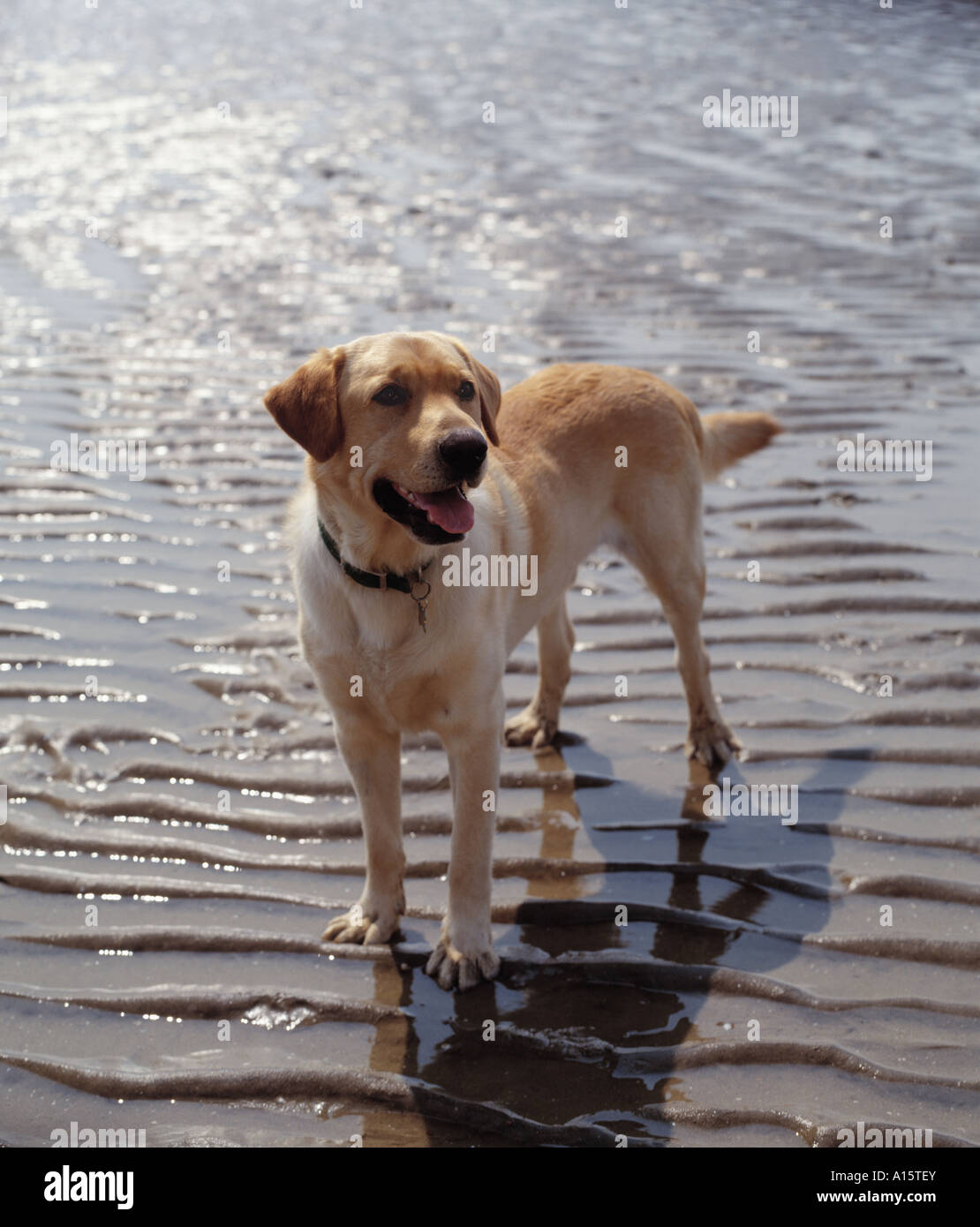 labrador on beach Stock Photo - Alamy