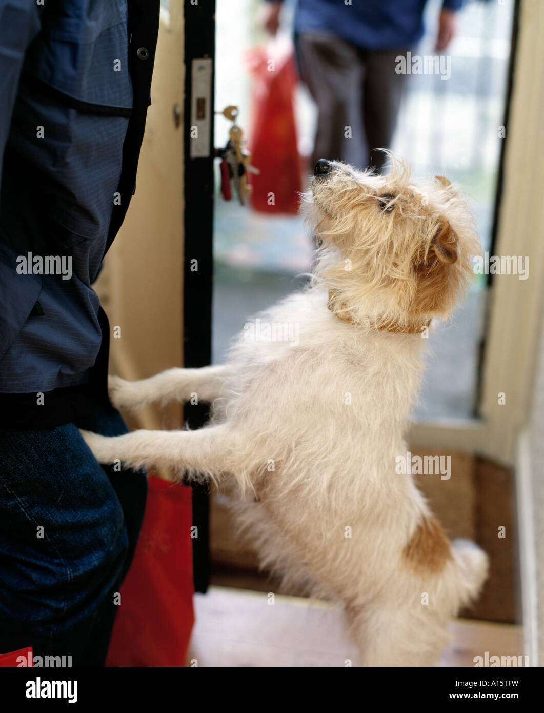 Dog at door hi-res stock photography and images - Alamy